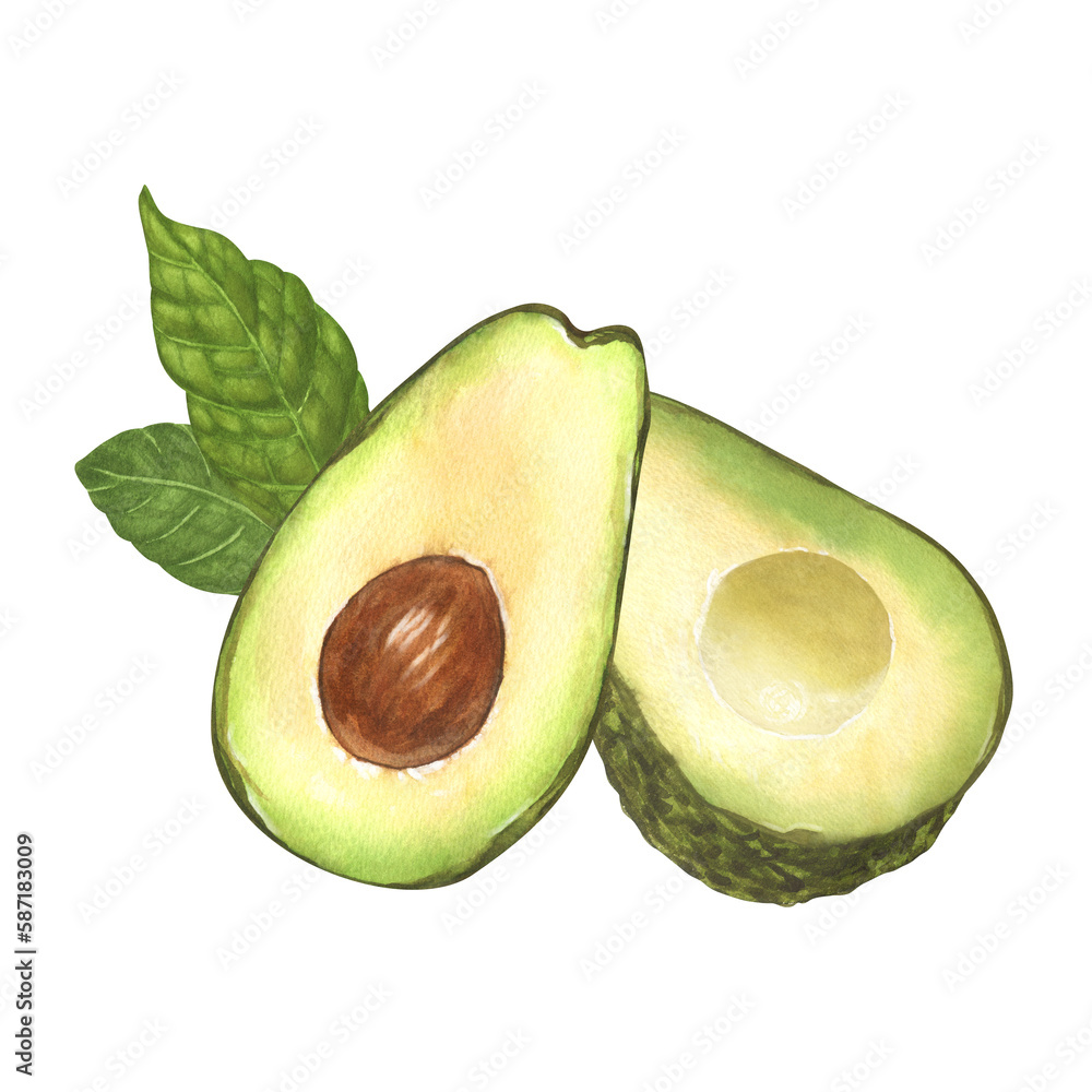 Two watercolor fresh realistic green avocado, one whole second half ...