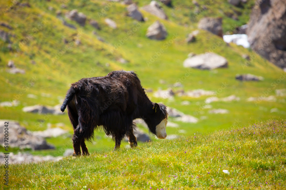 A herd of yaks graze in the mountains. Himalayan big yak in a beautiful ...