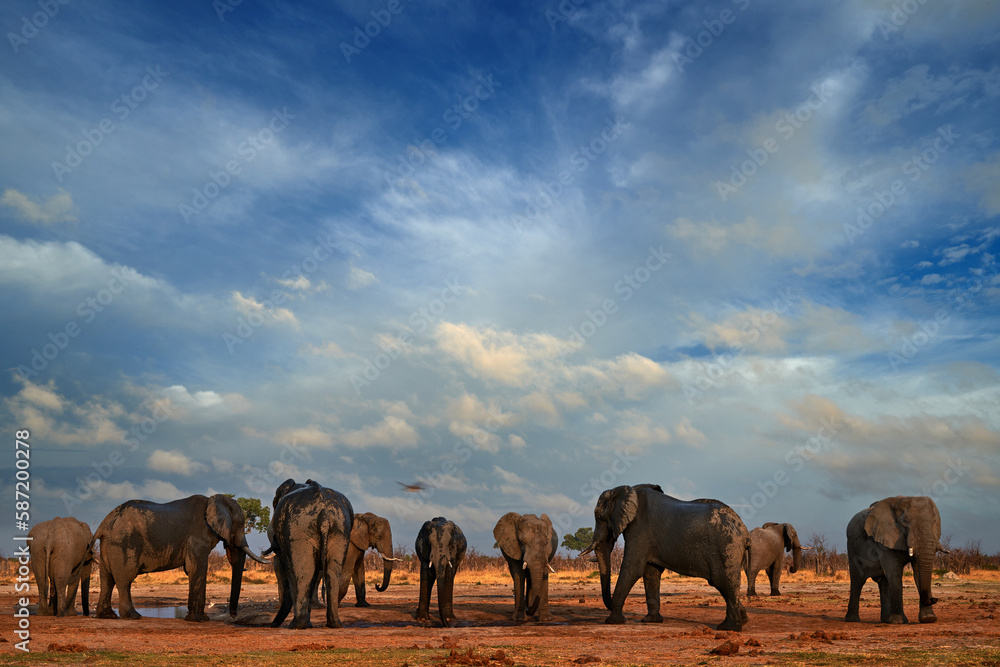 Elepahnt herd group near the water hole, blue sky with clouds. African ...