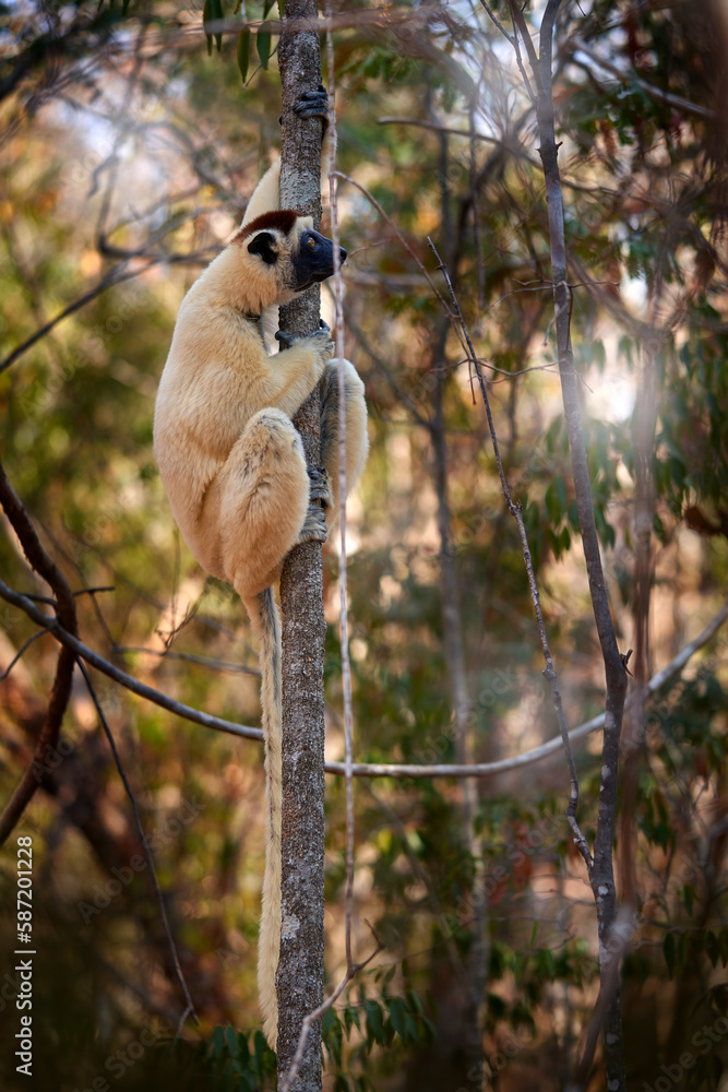 Wildlife Madagascar, Verreauxs Sifaka, Propithecus verreauxi, monkey ...