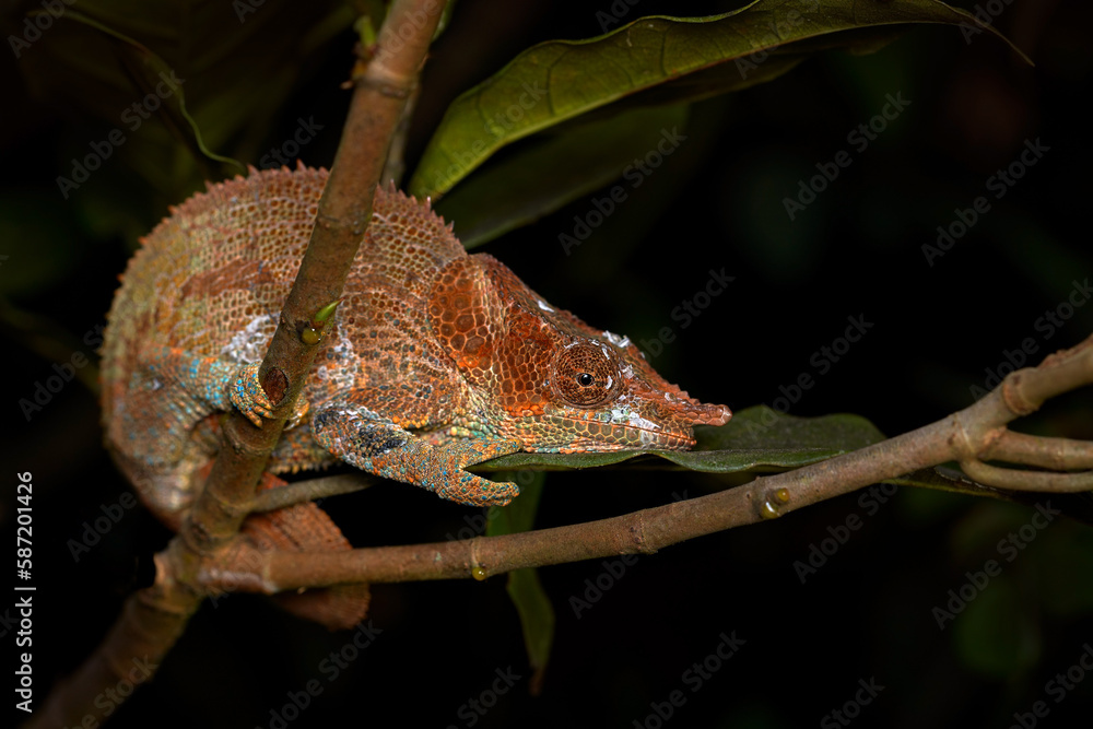 Calumma crypticum, Blue-legged chameleon, sitting on the tree branch in ...