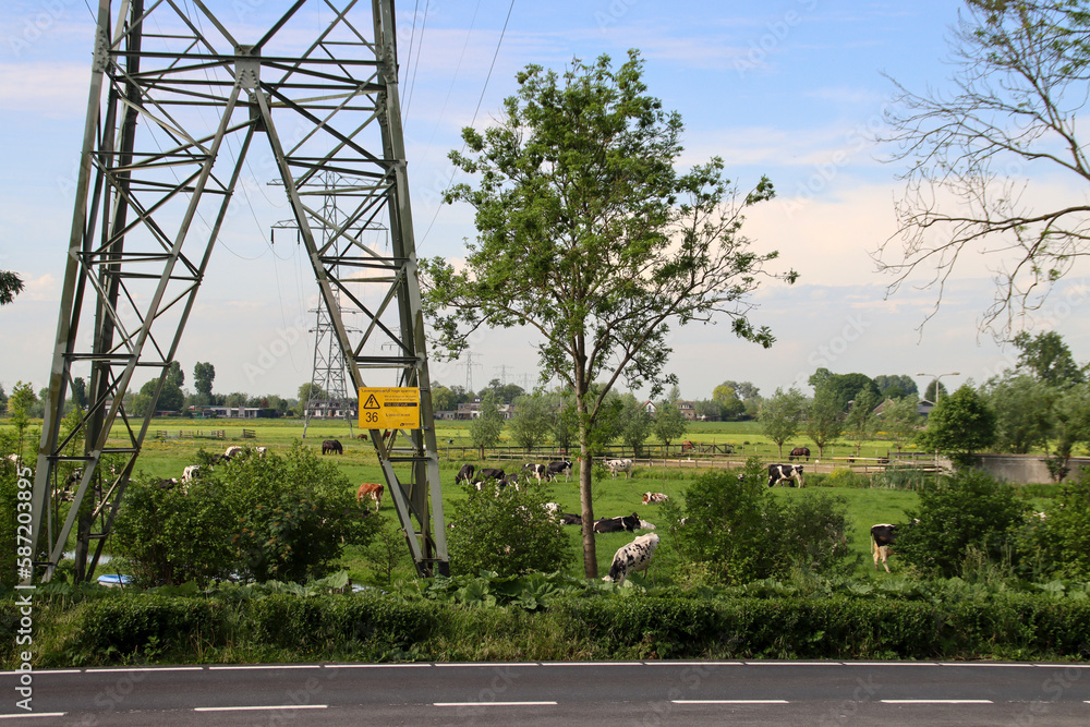 Cows under power lines on the meadows of the Krimpenerwaard where ...