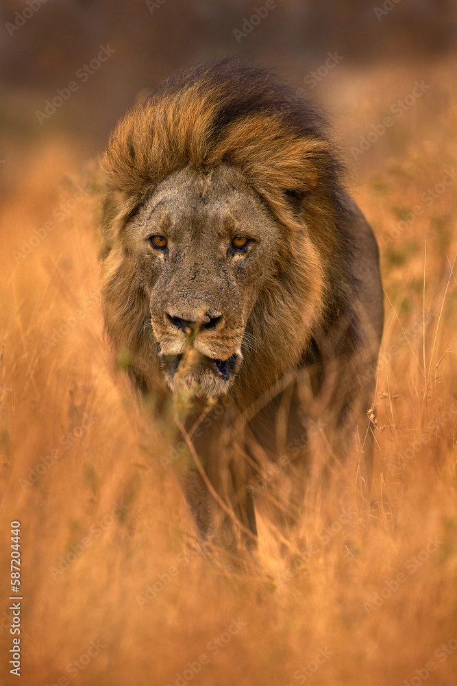 Lion mane. Portrait of African lion, Panthera leo, detail of big ...