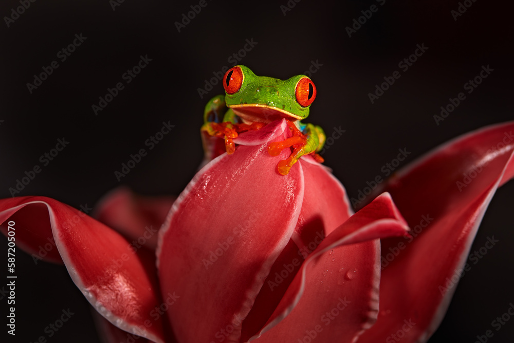 Wildlife tropic. Red-eyed Tree Frog, Agalychnis callidryas, animal with ...