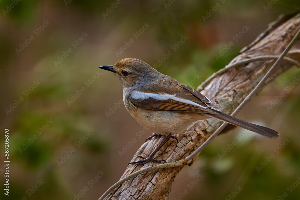 Foto de Madagascar magpie-robin, Copsychus albospecularis, bird sitting ...