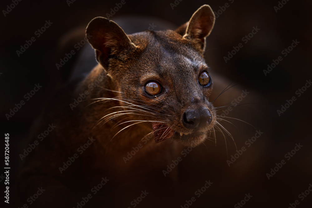 Foto de Fosa, Cryptoprocta ferox, Kirindy Forest in Madagascar. Beast ...