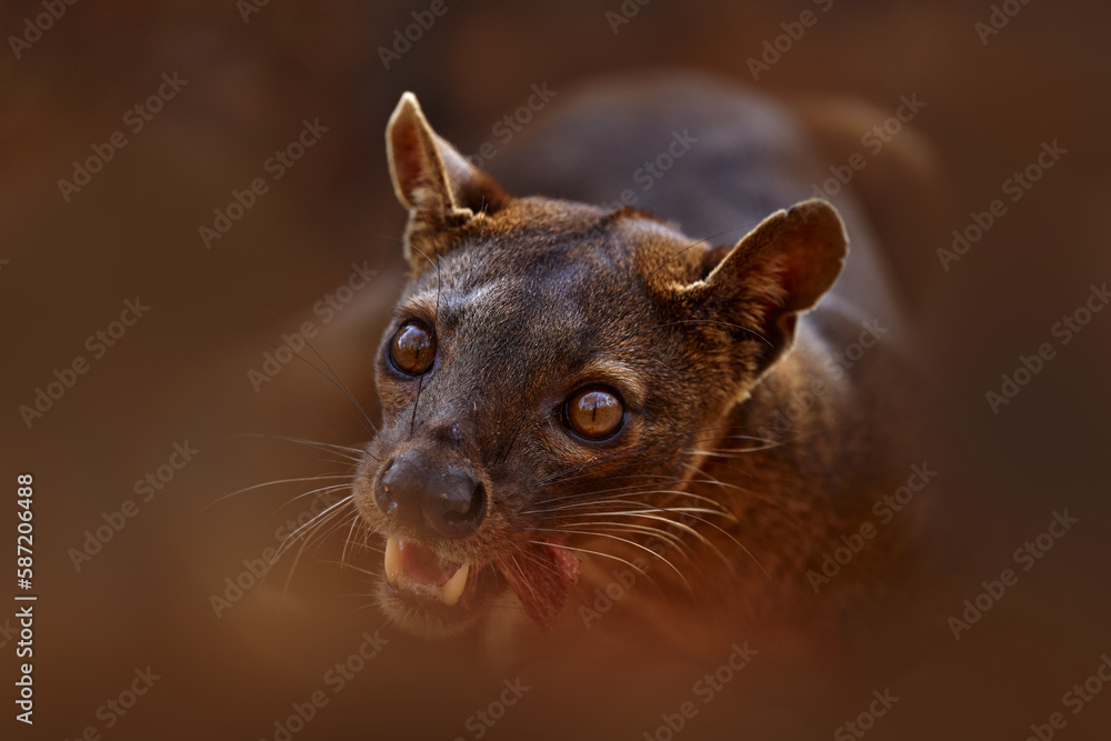 Foto de Fosa, Cryptoprocta ferox, Kirindy Forest in Madagascar. Beast ...