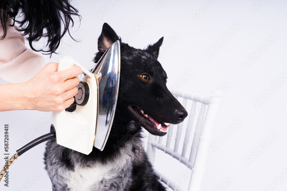 Mudi dog with electric iron on a white background. The dog poses while ...