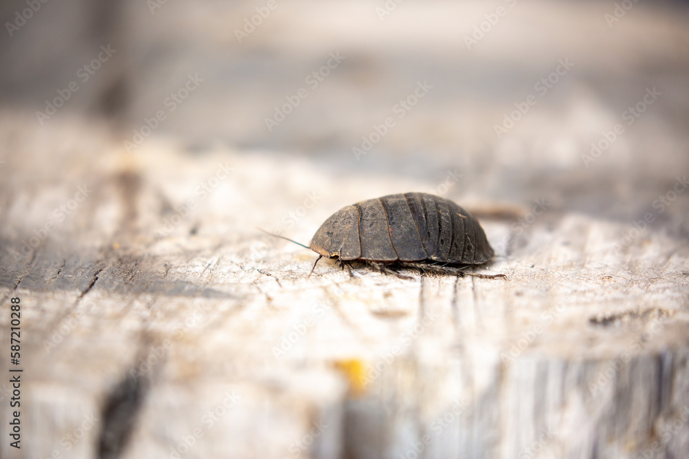 Turkmen cockroach - turtle. A striped cockroach that sits and crawls on ...