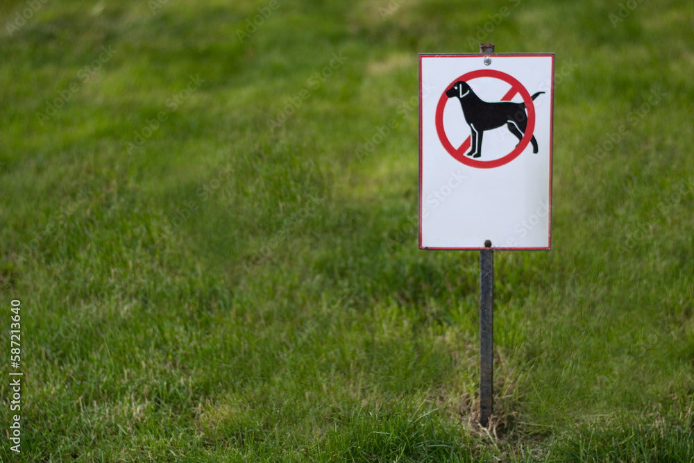 Sign on the green lawn sign. No dog walking . Walking with dogs is ...