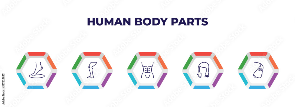 editable outline icons with infographic template. infographic for human ...