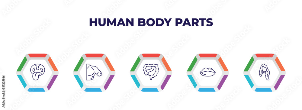 editable outline icons with infographic template. infographic for human ...