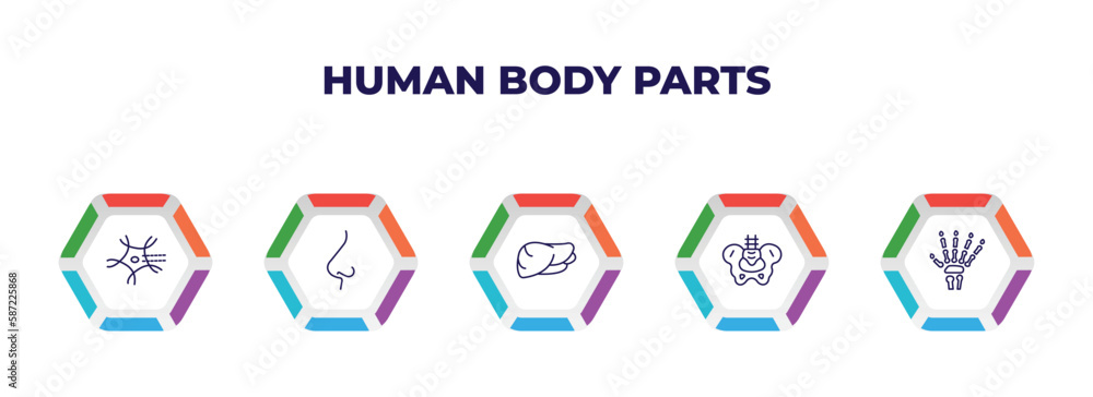 editable outline icons with infographic template. infographic for human ...