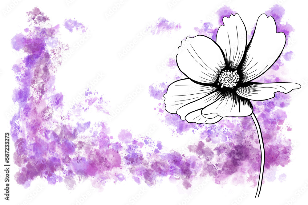 line ink drawing of cosmos flower with watercolor background Stock ...
