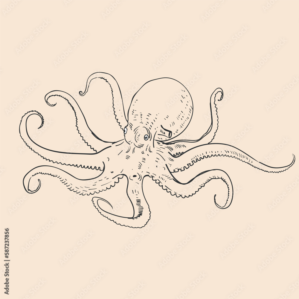 Hand drawn illustration of an octopus Stock Vector | Adobe Stock