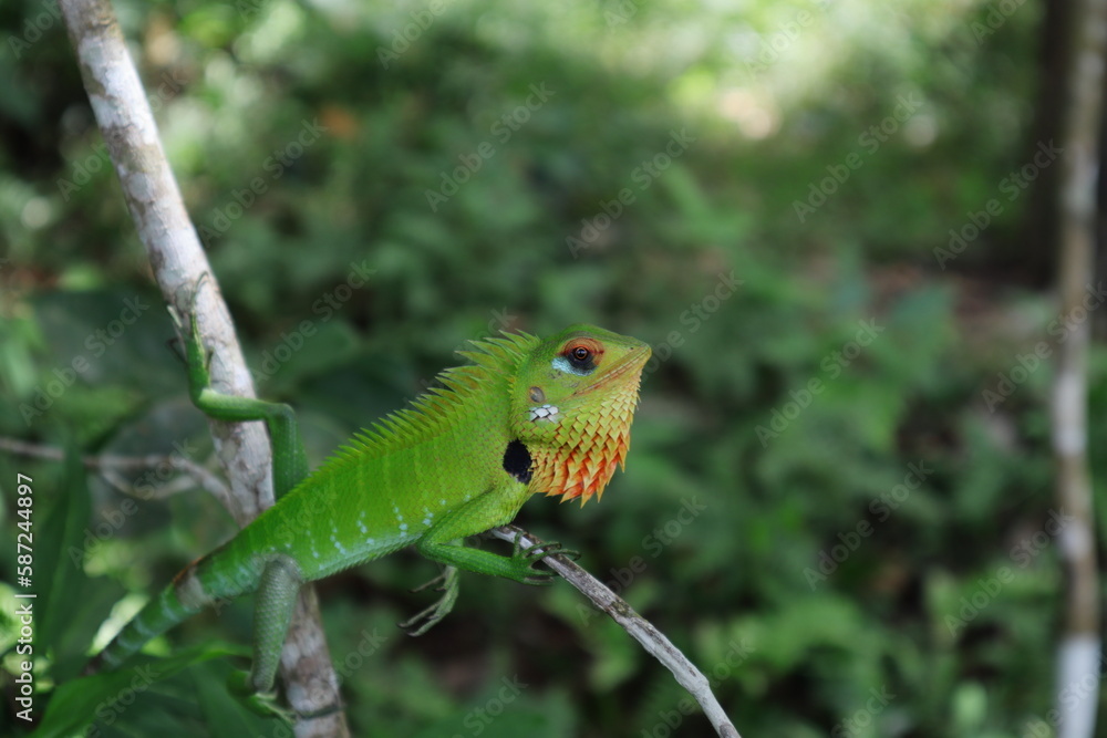 An angry faced Common green forest lizard with the orange color swollen ...