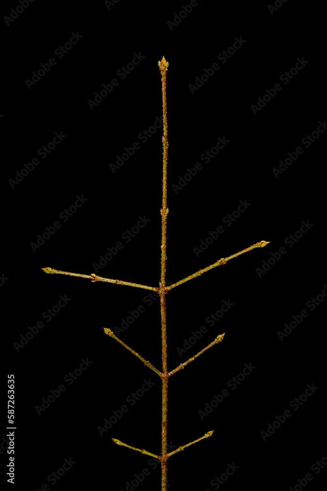 Warted Spindle (Euonymus verrucosus). Wintering Twig Closeup Stock ...