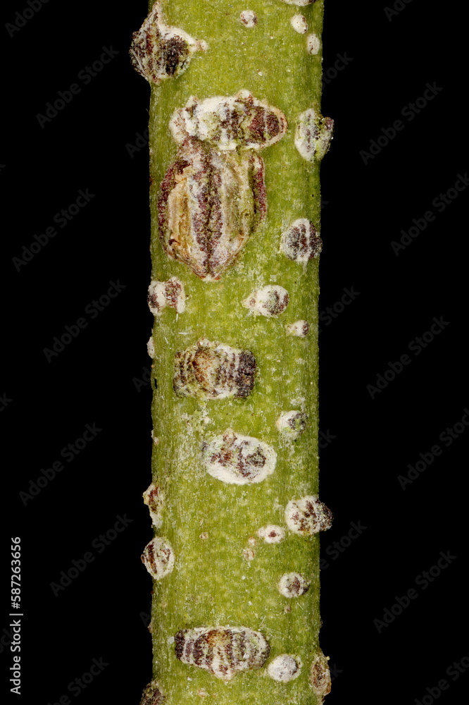 Warted Spindle (Euonymus verrucosus). Wintering Twig Detail Closeup ...