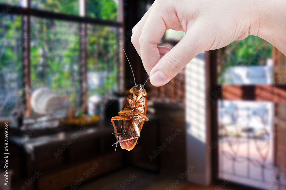 Hand holding cockroach with a kitchen background, eliminate cockroach ...