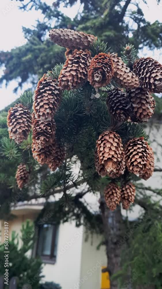 Many cones on pine growing near house. Vertical video. Branches of fir ...