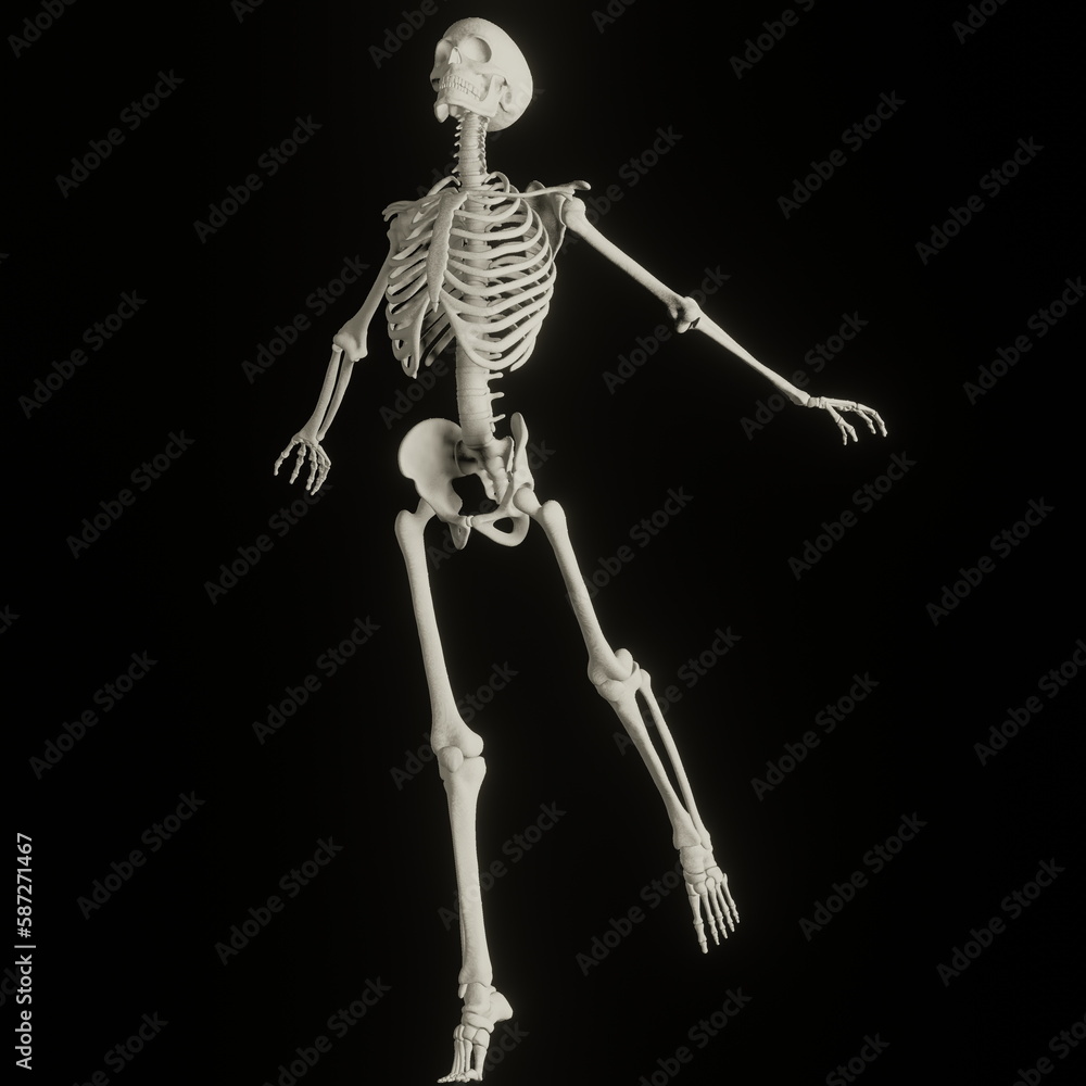 skeleton posing 3d render illustration with transparent background ...