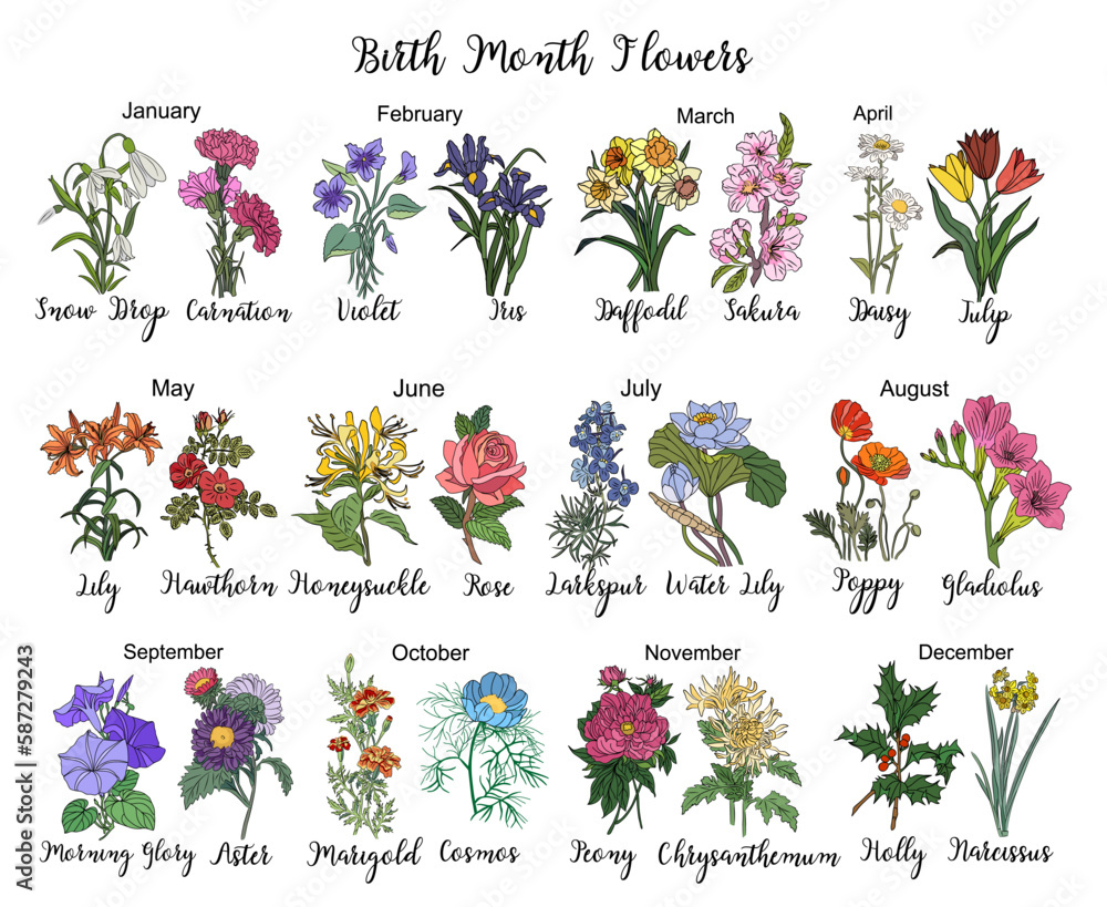 Set of birth month flowers colorful vector illustrations on transparent ...