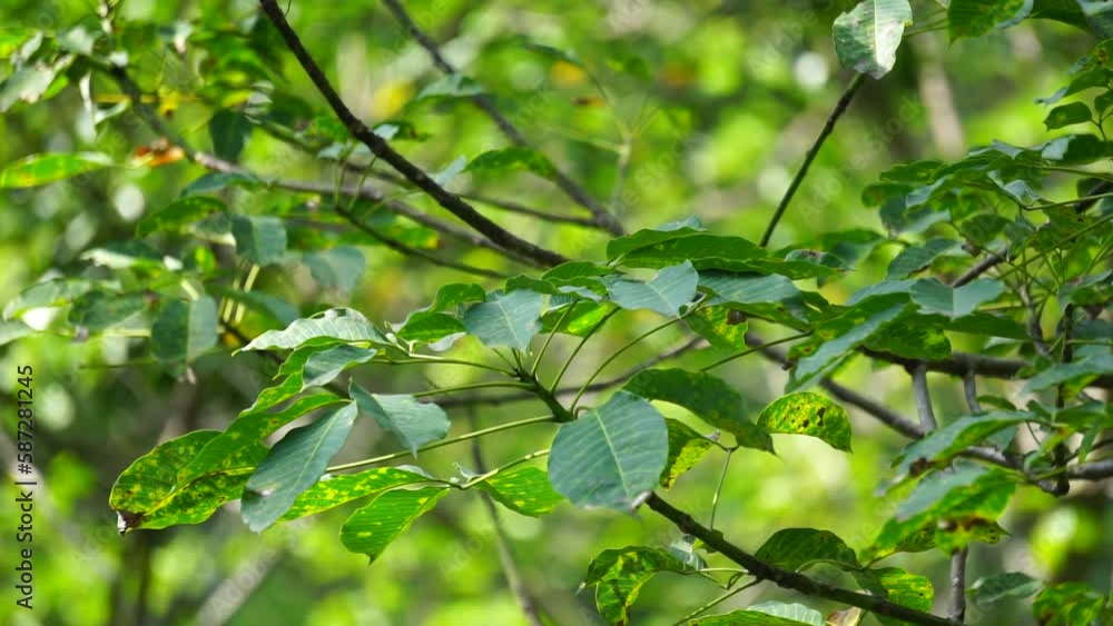 Vidéo Stock Hevea brasiliensis (Also called Para rubber tree, sharinga ...