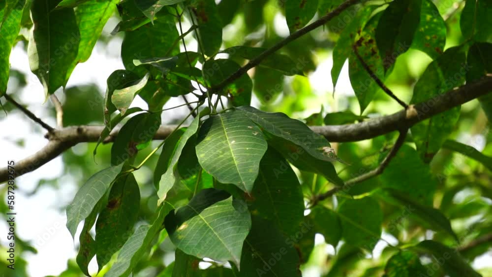 Hevea brasiliensis (Also called Para rubber tree, sharinga tree ...