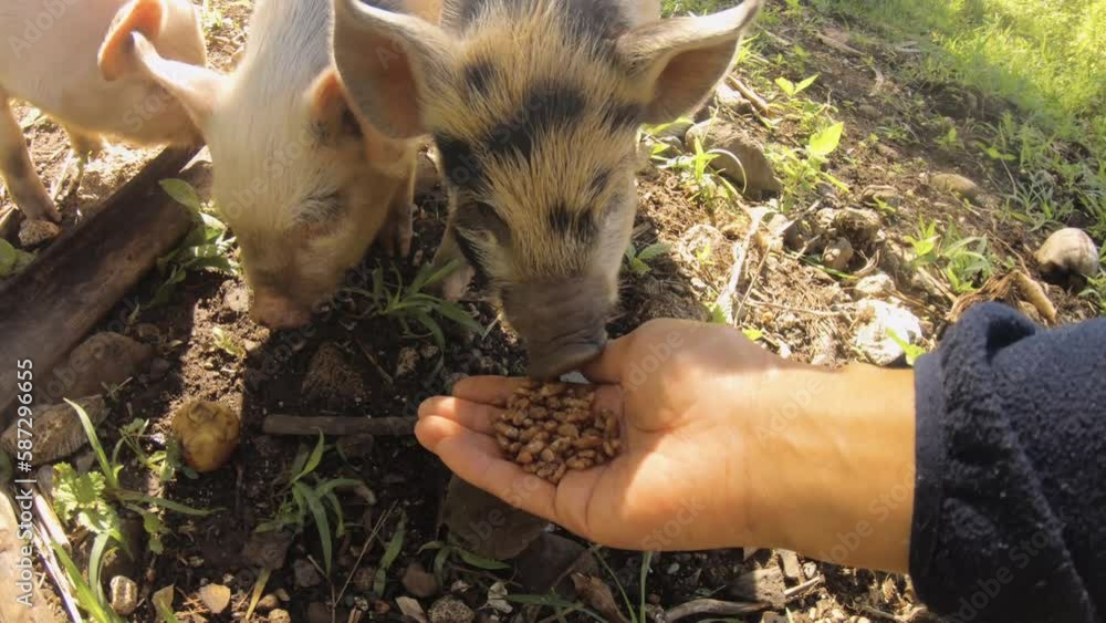 still view of hand feeding food pellets to group of cute baby small ...