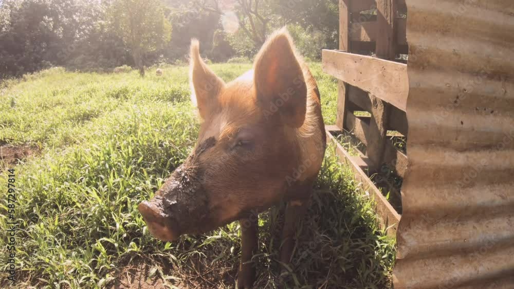 close up view of a medium size domesticated brown and white boar pig ...