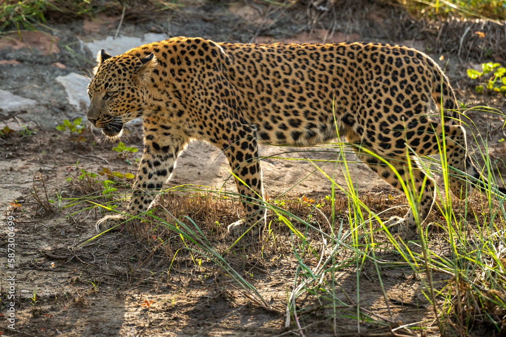 wild female leopard or panther or panthera pardus side profile walking ...