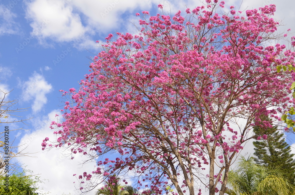 Tabebuia Ant tree in pink. Spring flowering. The most beautiful trees ...