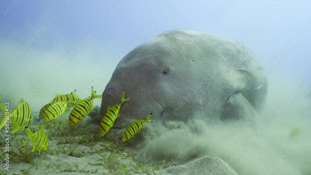 Slow motion, Sea Cow grazing on seabed raising dregs clouds of sand ...