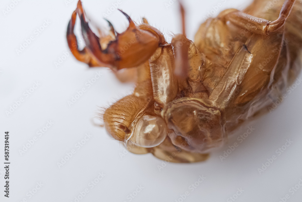cicada shell isolated white background Stock Photo | Adobe Stock