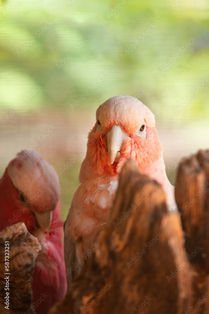 Beautiful galah bird or a rose breasted cockatoo is one of the most ...