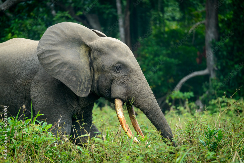 African forest elephant (Loxodonta cyclotis) in dense rainforest undergrowth. Odzala-Kokoua ...