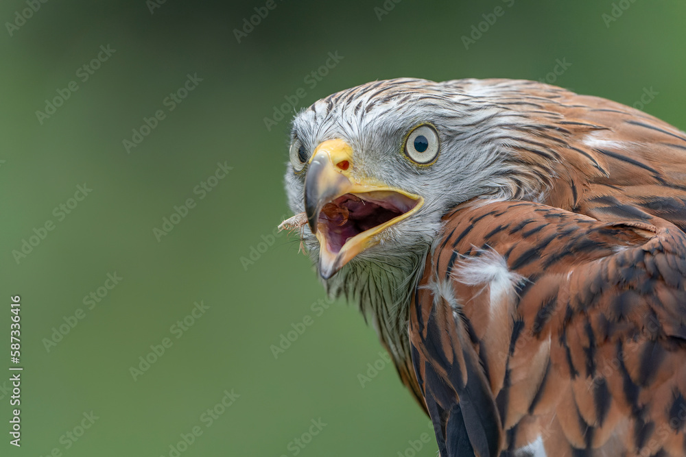 Beautiful Red Kite portrait (Milvus milvus). National symbol of ...