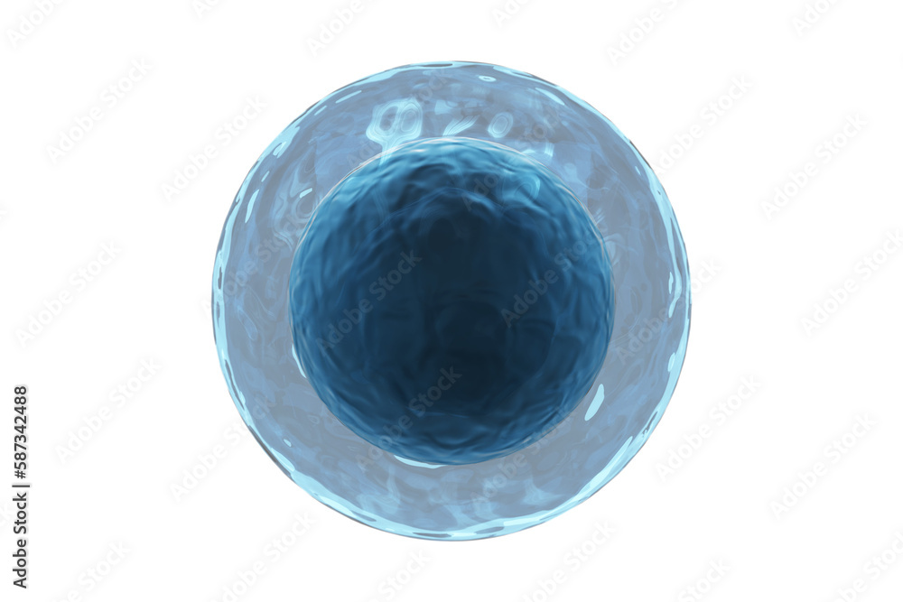 Human egg against white background Stock Illustration | Adobe Stock