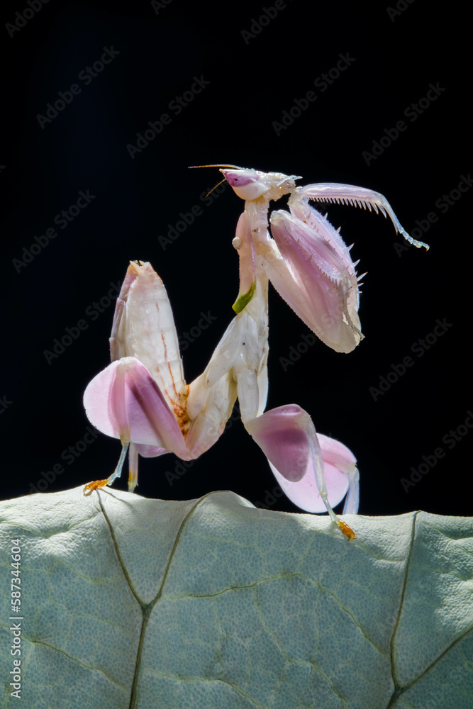Hymenopus coronatus is a mantis from the tropical forests of Southeast ...