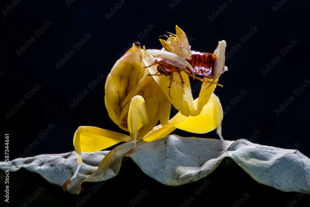 Hymenopus coronatus is a mantis from the tropical forests of Southeast ...
