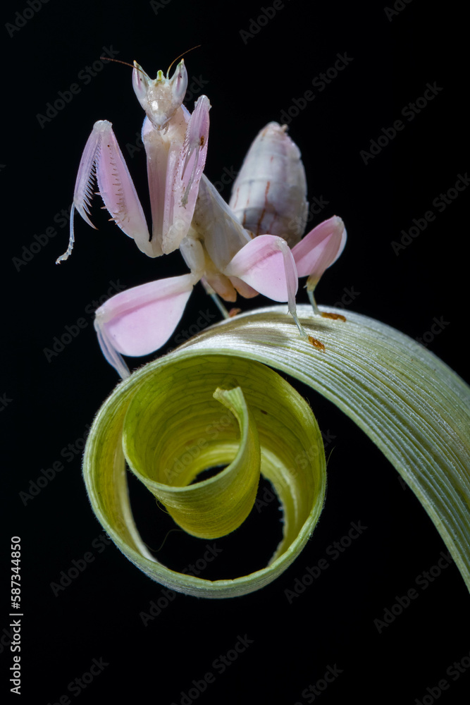 Hymenopus coronatus is a mantis from the tropical forests of Southeast ...