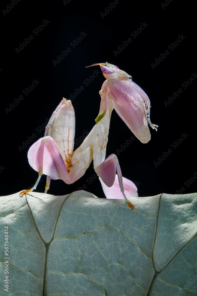 Hymenopus coronatus is a mantis from the tropical forests of Southeast ...