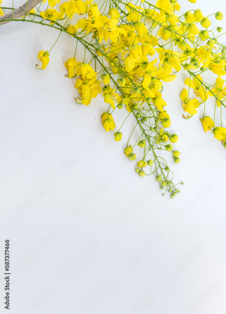 Vishu Kani konna Poov, beautiful yellow flower isolated on white ...