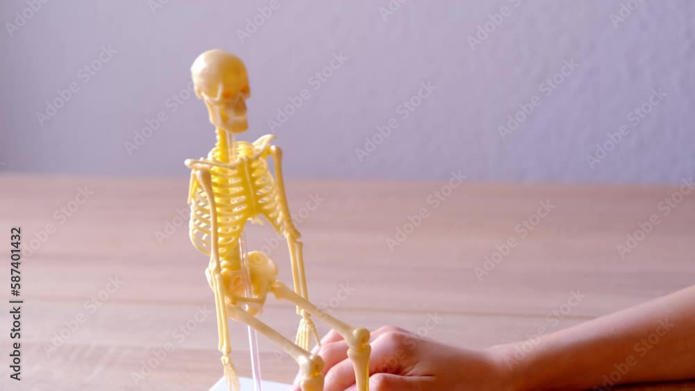 close-up of hands of child examining plastic model of human skeleton ...