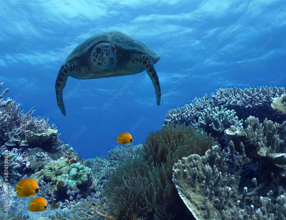 A large turtle under water at a coral reef with tropical fish. The ...
