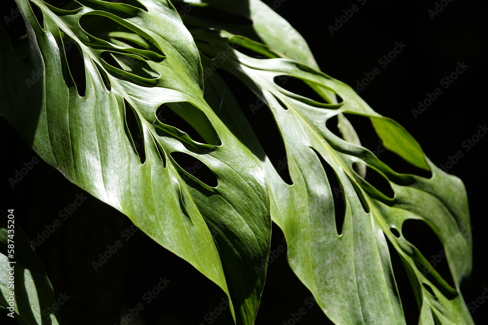 Monstera adansonii, the Adanson's monstera, Swiss cheese plant, or five ...