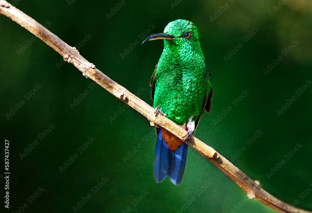 Hummingbird, Sitting on a Branch , Asa Wright Nature Center,Hummingbird ...