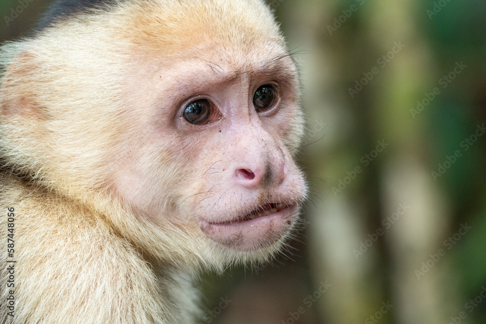 the capuchin monkey lives in Costa Rica in the jungle and is protected ...