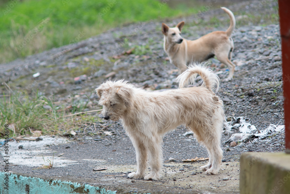 cute pair of working farm dogs patrol the plantation grounds for ...