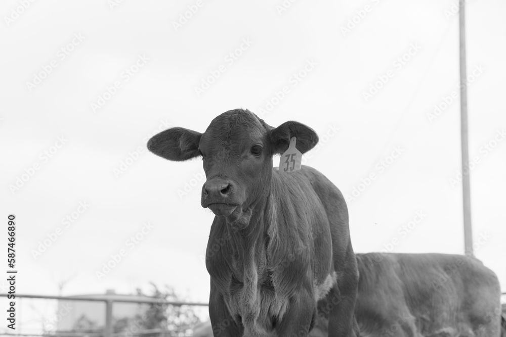 Beefmaster calf shows baby cow isolated on background in black and ...